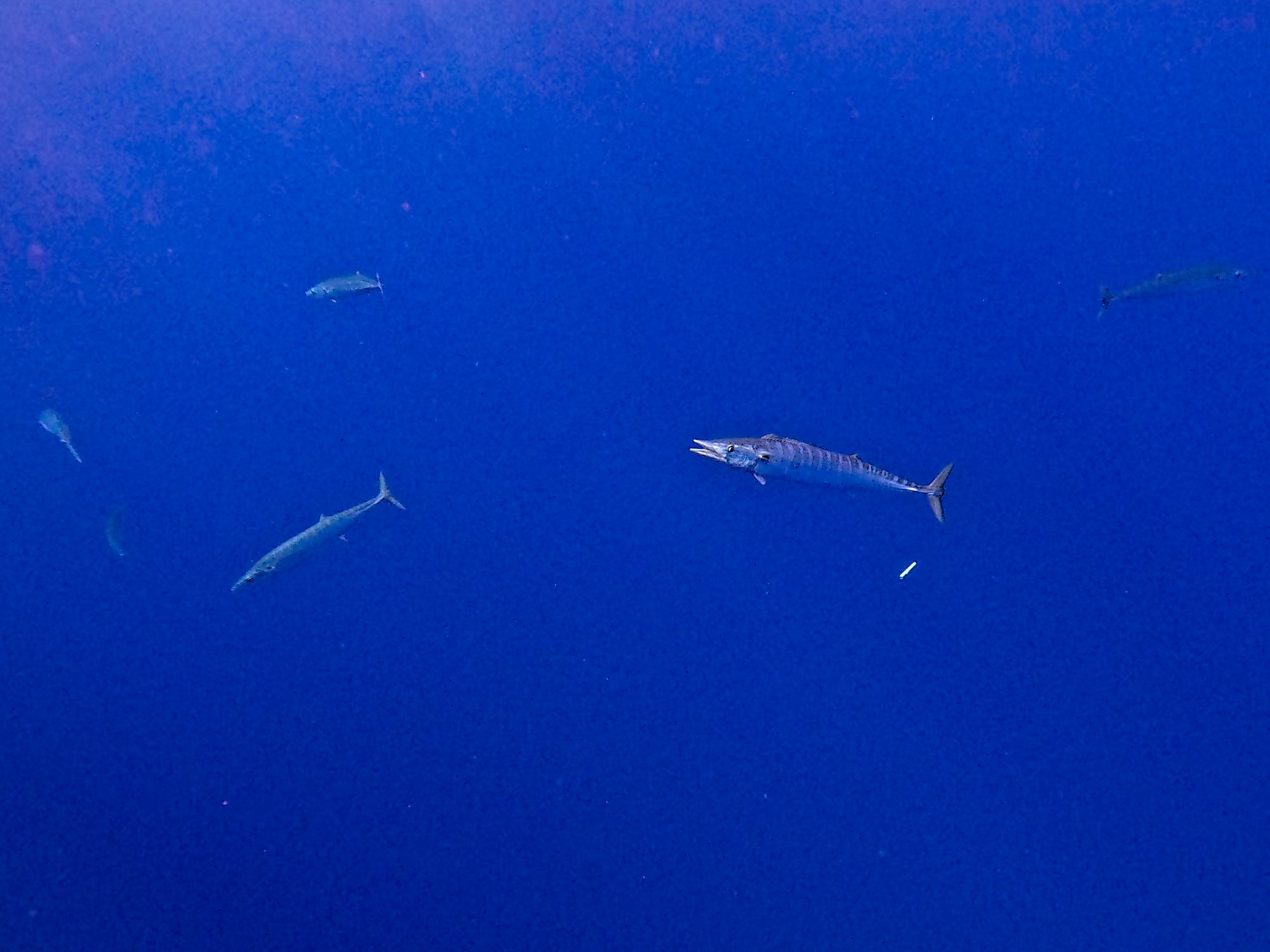 Alijos Rocks Liveaboard Spearfishing Trip – Just Get Wet